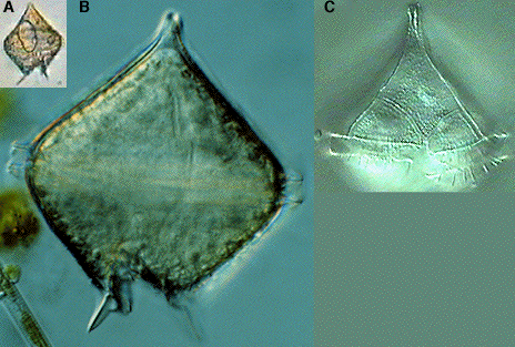 Protoperidinium pallidum